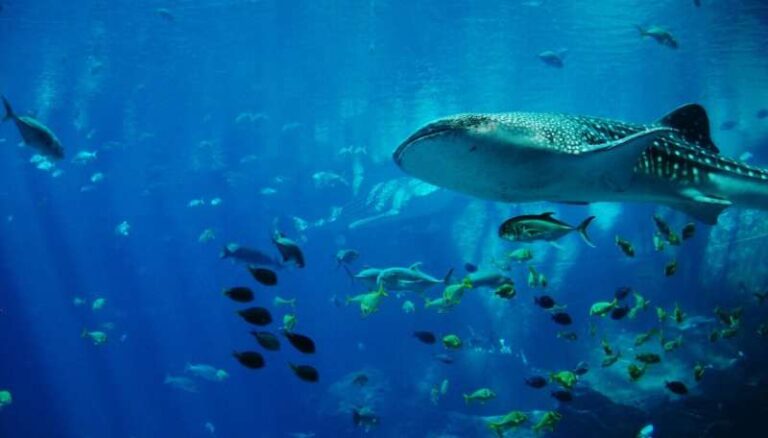 New Tool Uncovers Ancient Fishing Practices in Pacific Islands ...